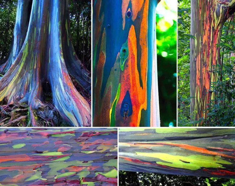 L'eucalyptus arc-en-ciel : Le plus bel arbre du monde