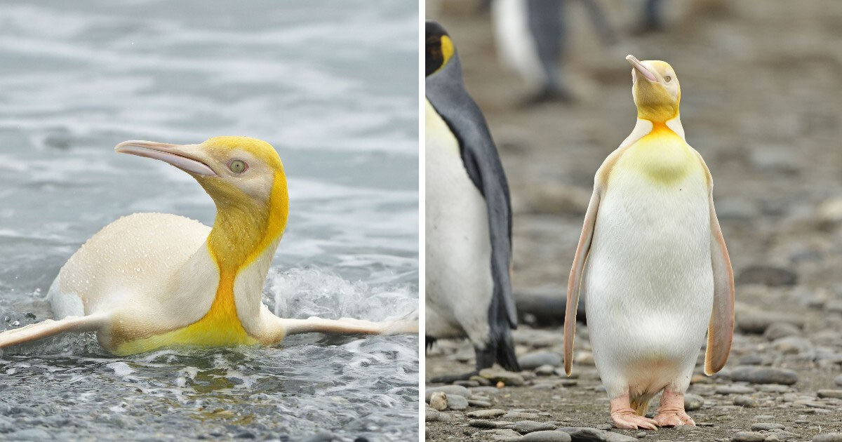 Un photographe de la faune immortalise un manchot jaune unique