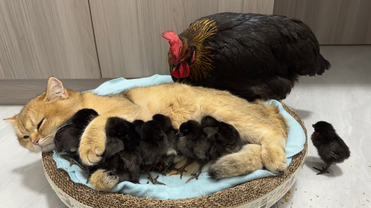 Vidéo : La poule a été surprise ! Les chats savent mieux s'occuper des ...