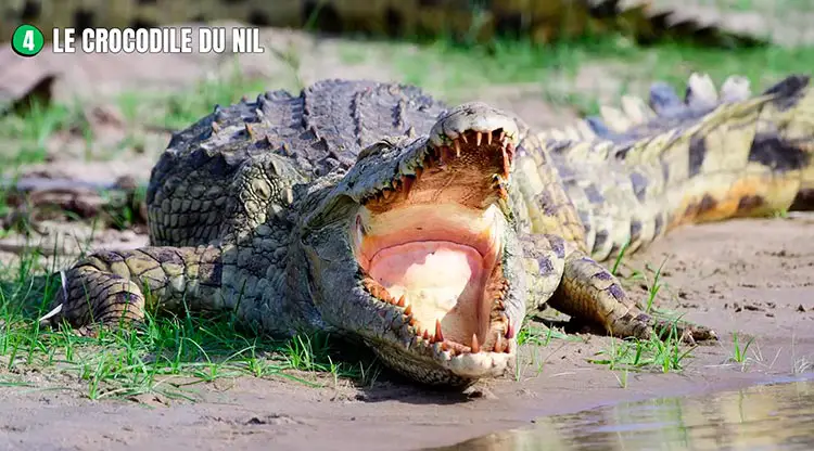 Les animaux les plus dangereux du monde - Buzz Panda