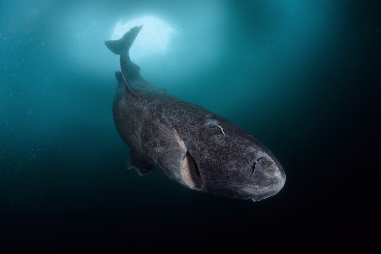 Le requin du Groenland : un géant des mers pouvant vivre jusqu’à 500 ans