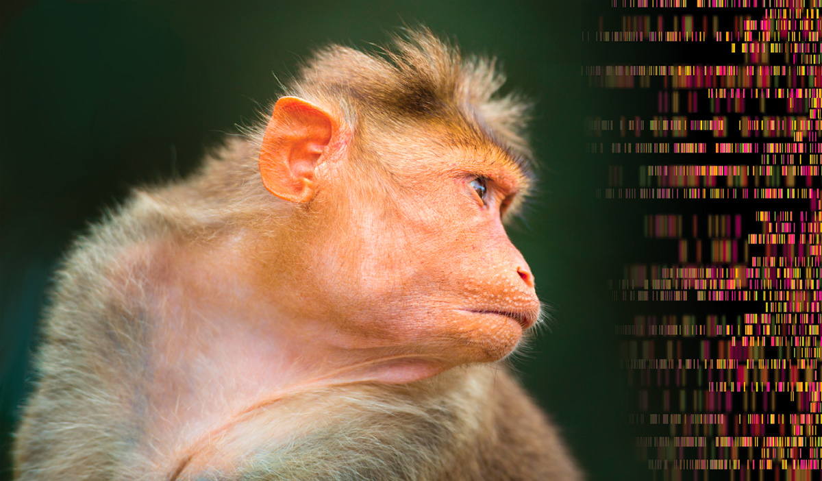 Que se passe-t-il quand des scientifiques insèrent un gène d ...